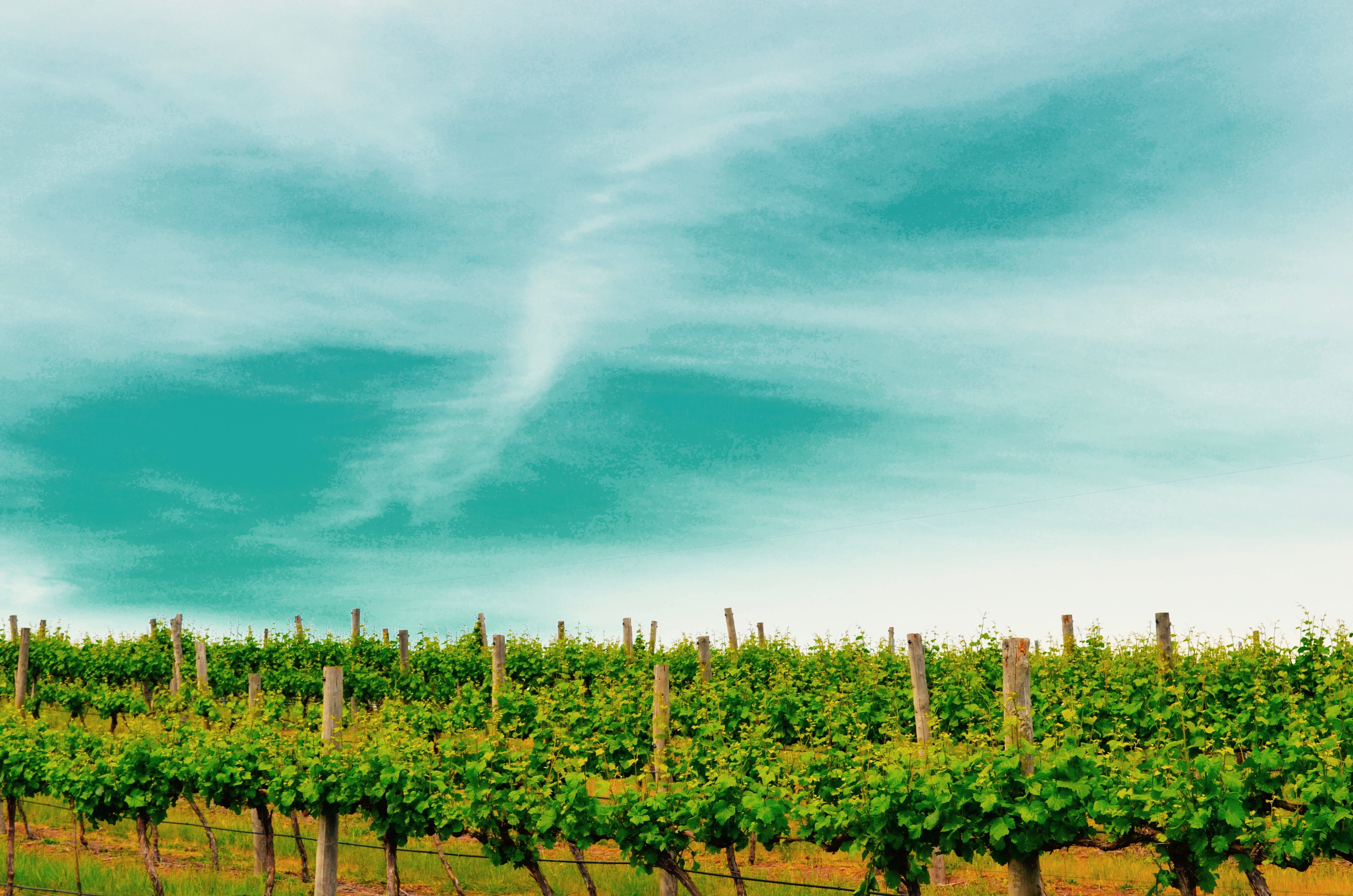 Barwite Vineyards I Handcrafted Cool Climate Wines I Gallery