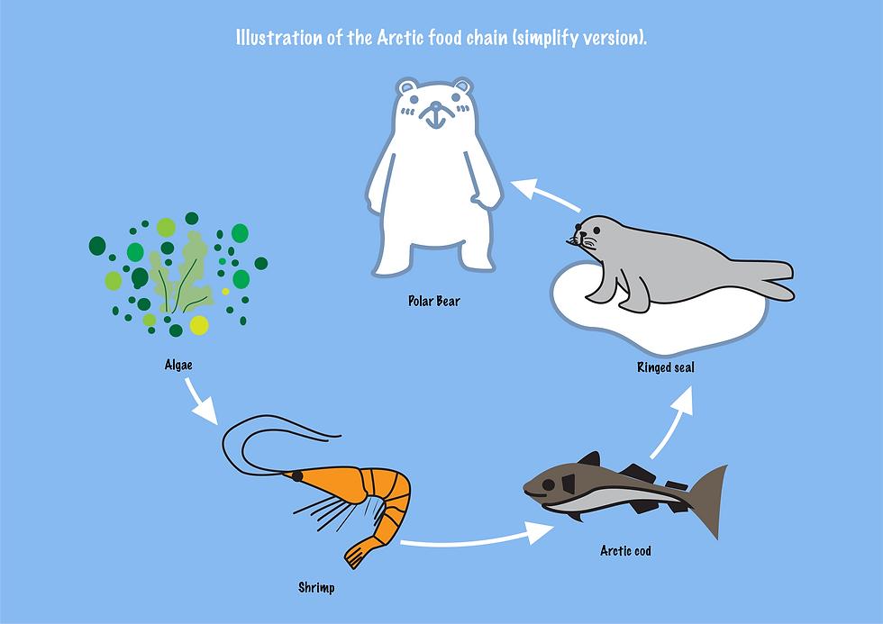 Polar bear - example of keystone species and apex predator