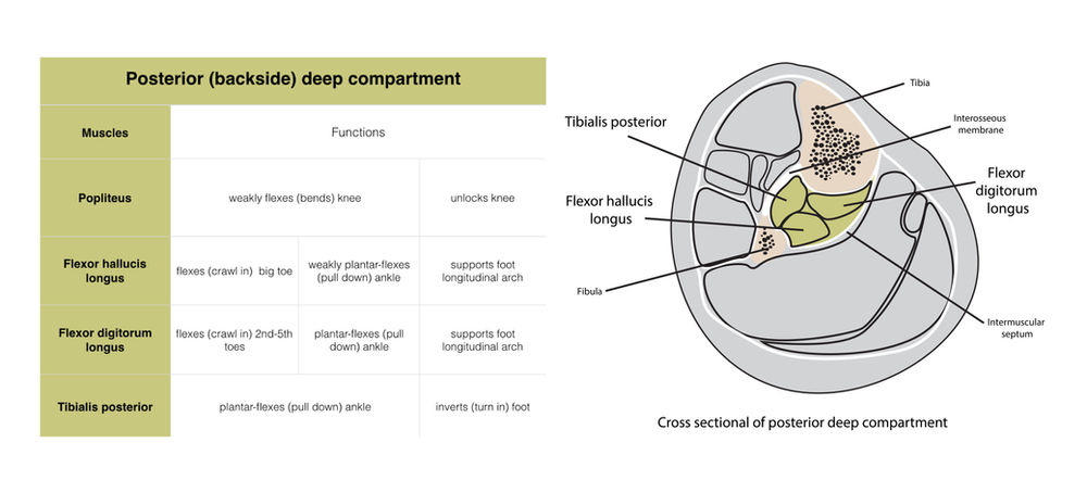 A complete guide of tibia and fibula stress injuries