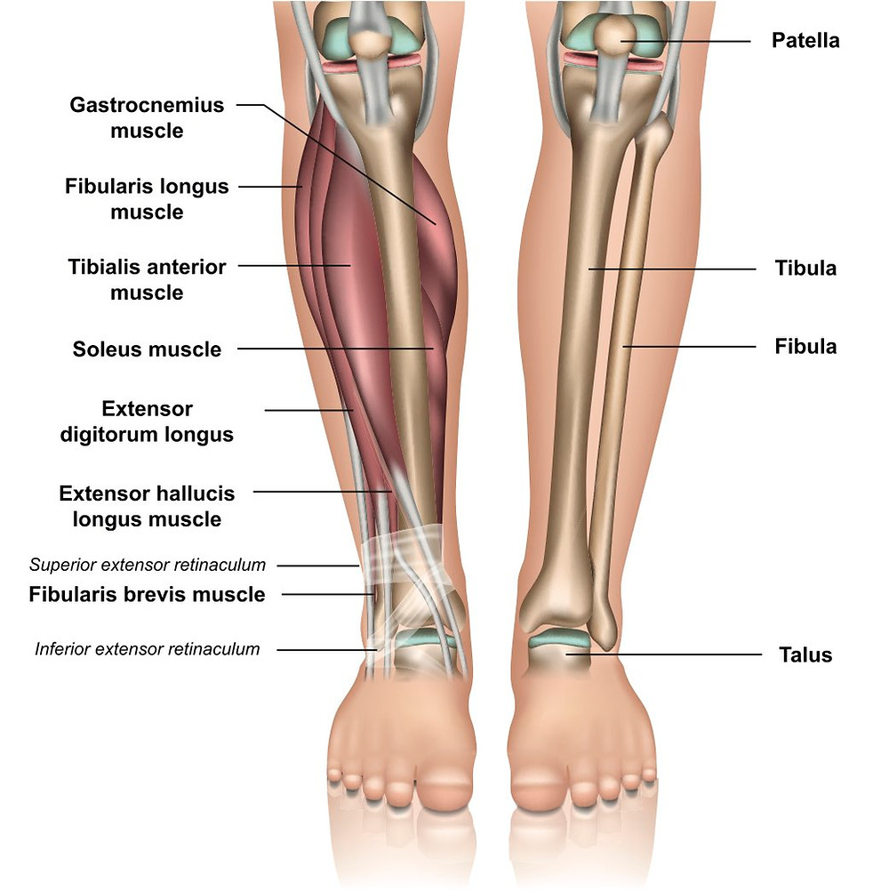 A Complete Guide Of Tibia And Fibula Stress Injuries A Complete Guide Of Tibia And Fibula Stress Injuries