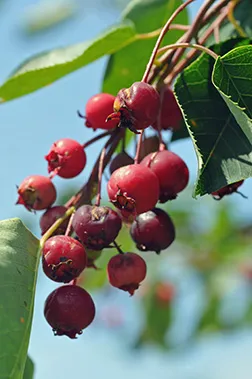 Berries, Vines, etc. | Ontario Plants