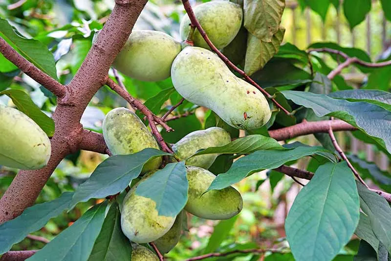 Fruit & Nut Trees | Ontario Plants