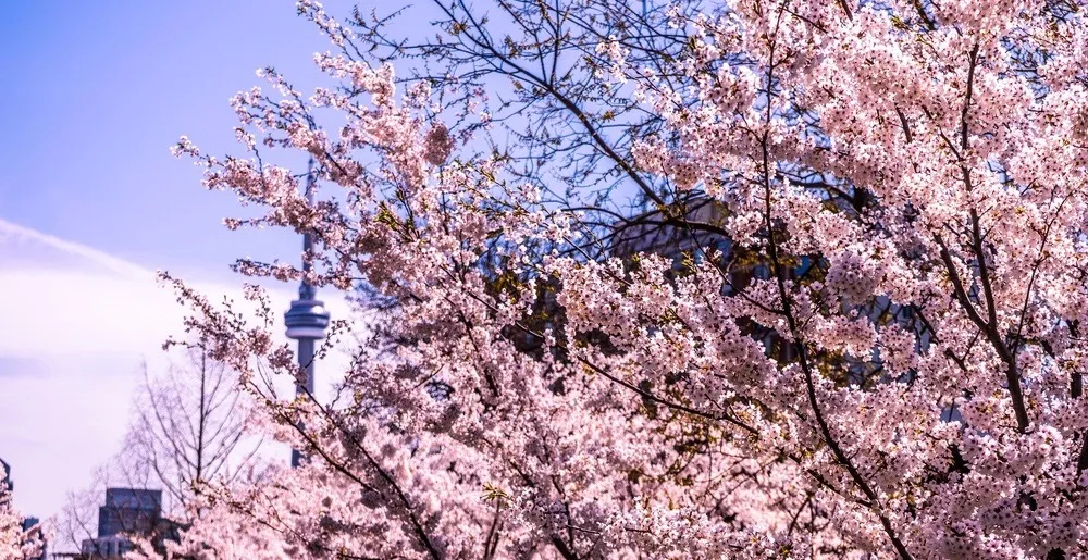Fruit & Nut Trees | Ontario Plants