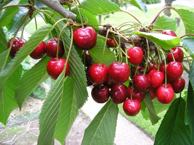Fruit & Nut Trees | Ontario Plants