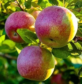 Fruit & Nut Trees | Ontario Plants