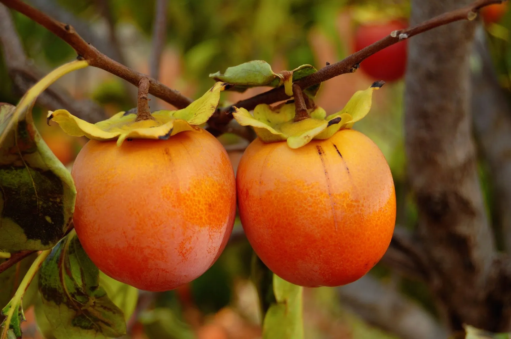 Fruit & Nut Trees | Ontario Plants