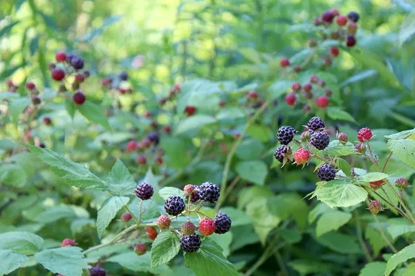 Berries, Vines, etc. | Ontario Plants