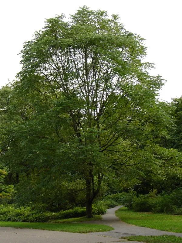 Fruit & Nut Trees | Ontario Plants