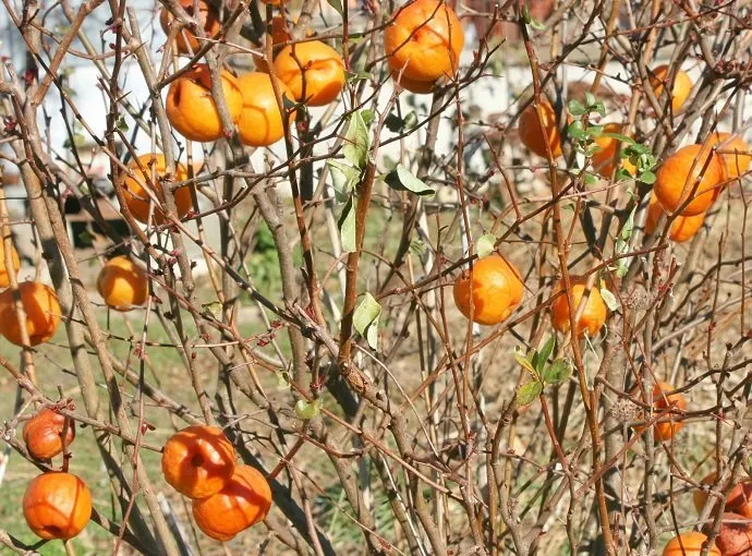 Fruit & Nut Trees | Ontario Plants