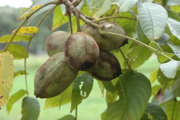 Fruit & Nut Trees | Ontario Plants