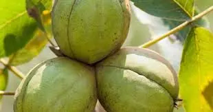 Fruit & Nut Trees | Ontario Plants