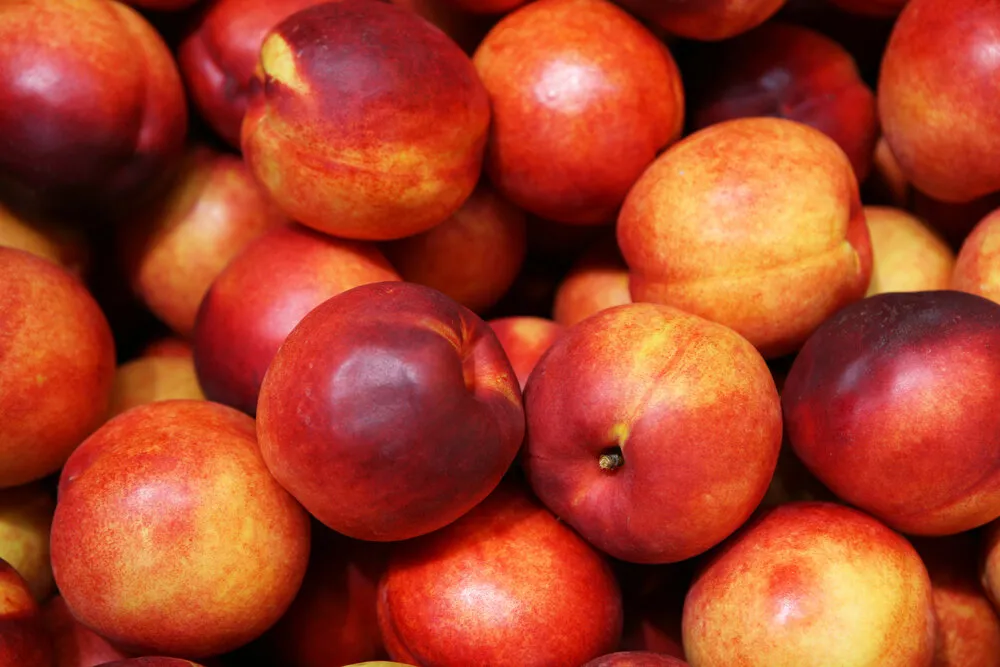 Fruit & Nut Trees | Ontario Plants