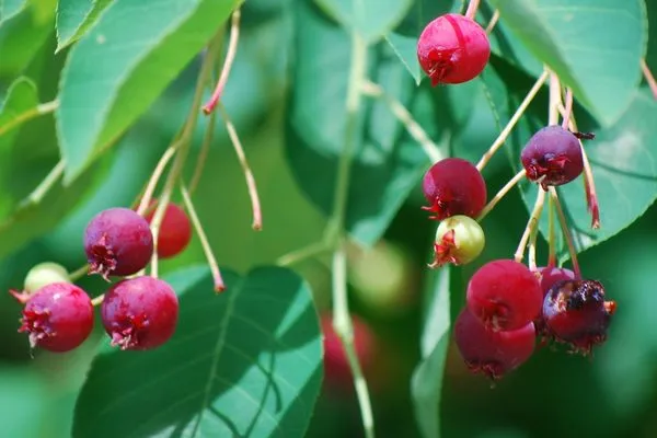 Fruit & Nut Trees | Ontario Plants