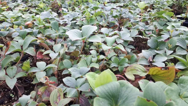 Perennials & Ground Cover | Ontario Plants