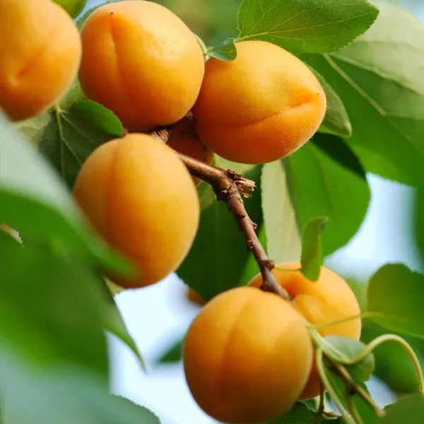 Fruit & Nut Trees | Ontario Plants