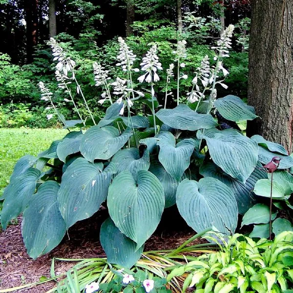 Perennials And Ground Cover Ontario Plants