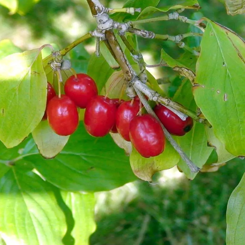 Fruit & Nut Trees | Ontario Plants
