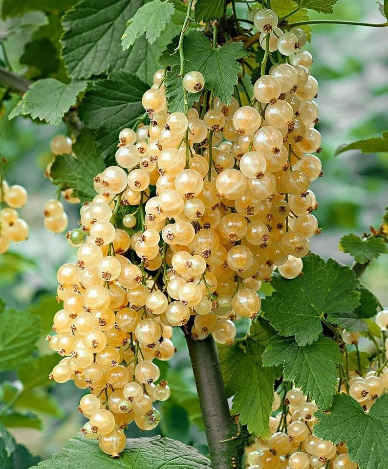 Berries, Vines, etc. | Ontario Plants