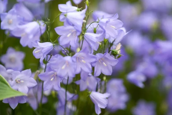 Perennials And Ground Cover Ontario Plants
