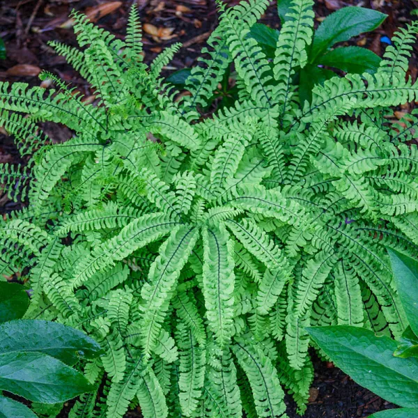 Perennials & Ground Cover | Ontario Plants