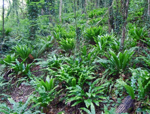 Perennials & Ground Cover | Ontario Plants