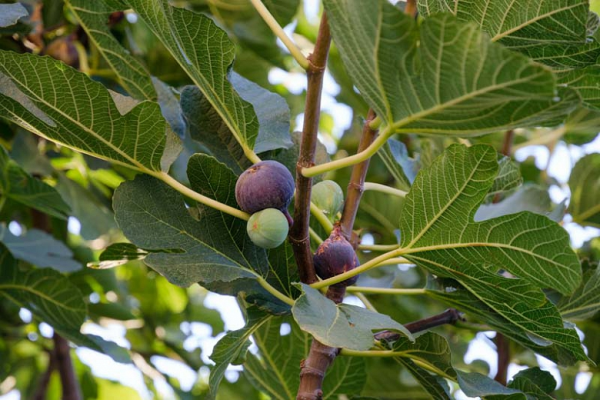 Fruit & Nut Trees | Ontario Plants