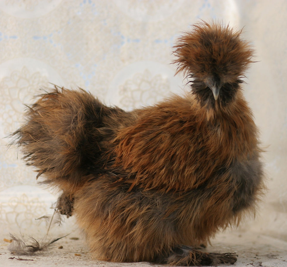 Silkies Satins Showgirls Frizzles | Fluffy Feather Farm | Arkansas