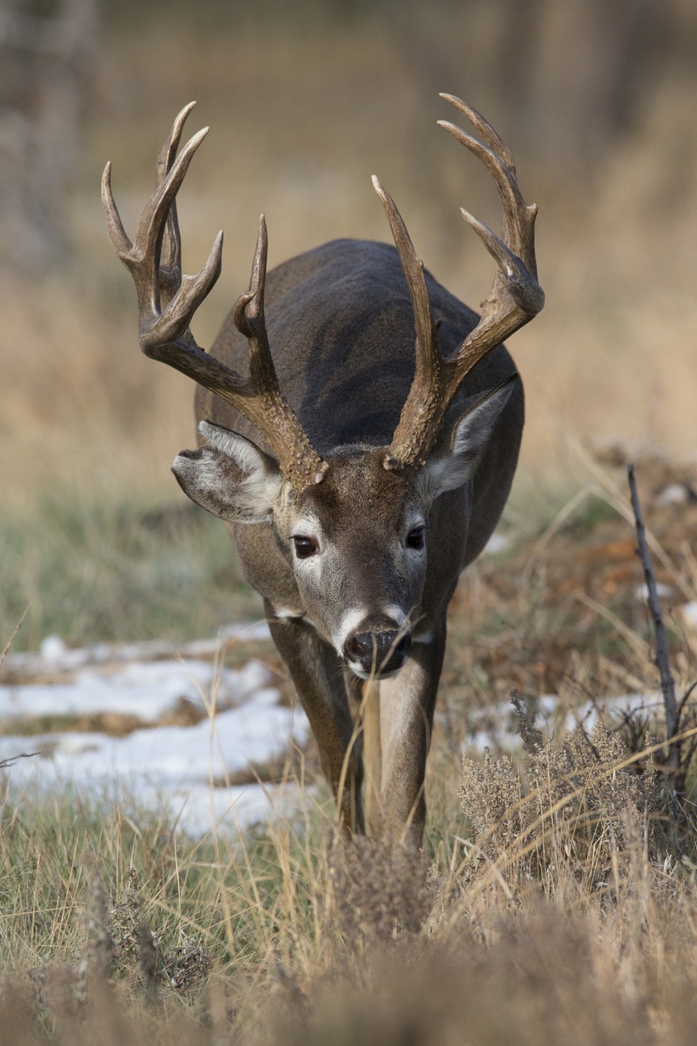 The Best Damn Deer Call Ever!