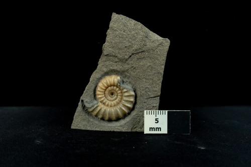 21mm Promicroceras sp. with Shell Intact and Outgassing/Predator Bite ...