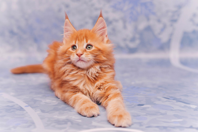 Kattery Kitten Mein Coon | Bestbandcoon.net