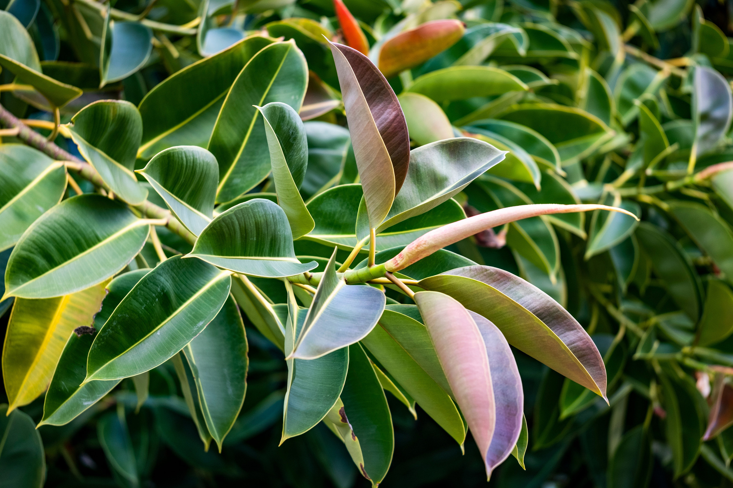 Ficus elastica Robusta