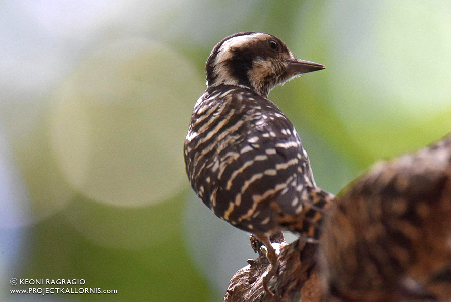 Philippine Pygmy Woodpecker | Project Kallornis