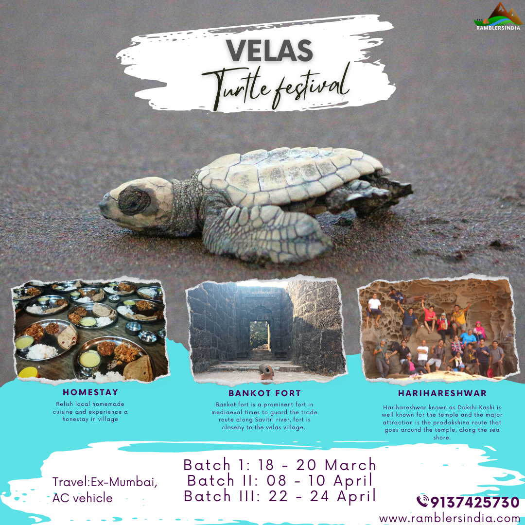 Velas turtle festival with homestay | ramblersindia