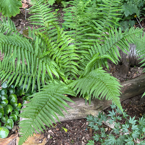 Fern, Male (Dryopteris filix-mas) | Lakeside Nursery