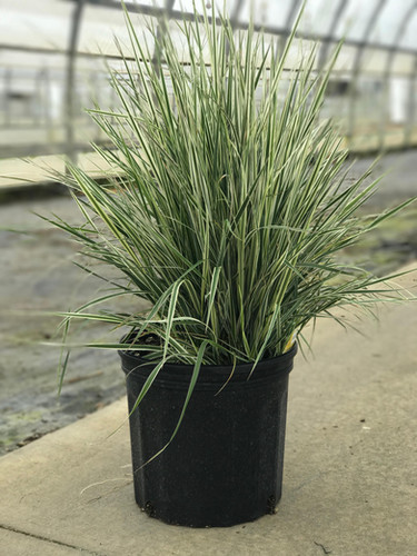 Feather Reed Grass 'Overdam' (Calamagrostis x acutiflora) | Lakeside ...