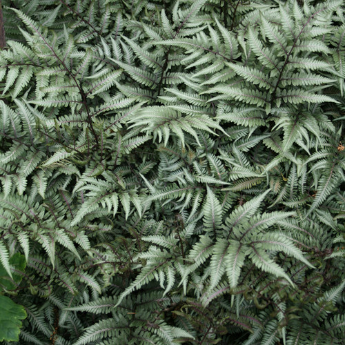 Fern, Japanese Painted ‘Godzilla’ (Athyrium niponicum) | Lakeside Nursery