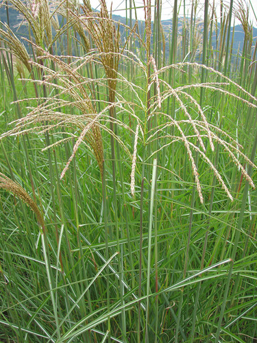 Maiden Grass 'Graziella' (Miscanthus sinensis) | Lakeside Nursery