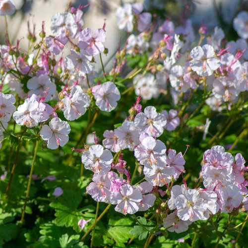 Geranium 'Biokovo' Cranesbill (Geranium x cantabrigiense) | Lakeside ...