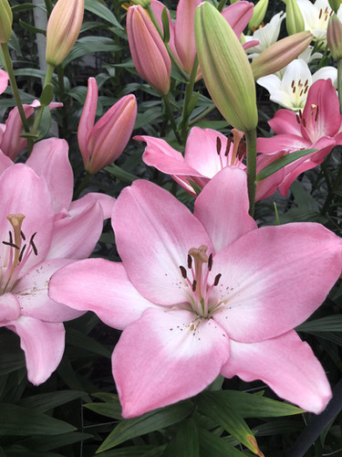 Lily 'Albufeira' (Lilium hybrid) | Lakeside Nursery