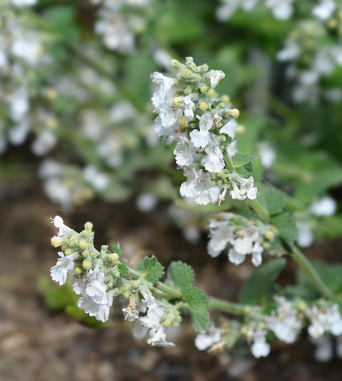 nepeta snowflake