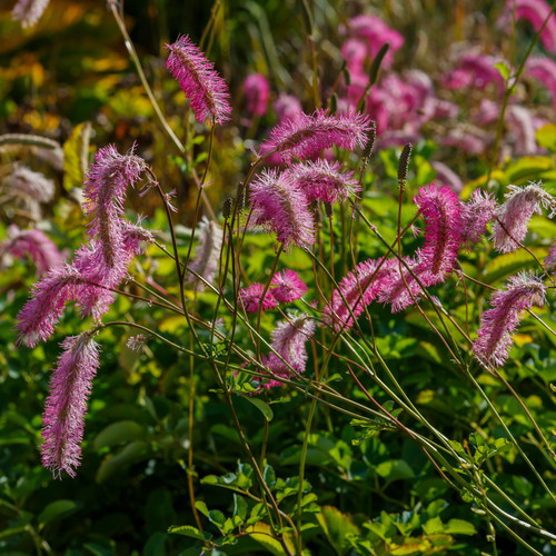 Burnet, Japanese (Sanguisorba obtusa) | Lakeside Nursery