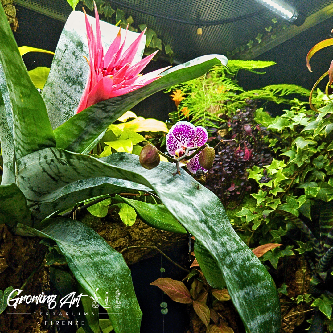 Orchidee in paludario