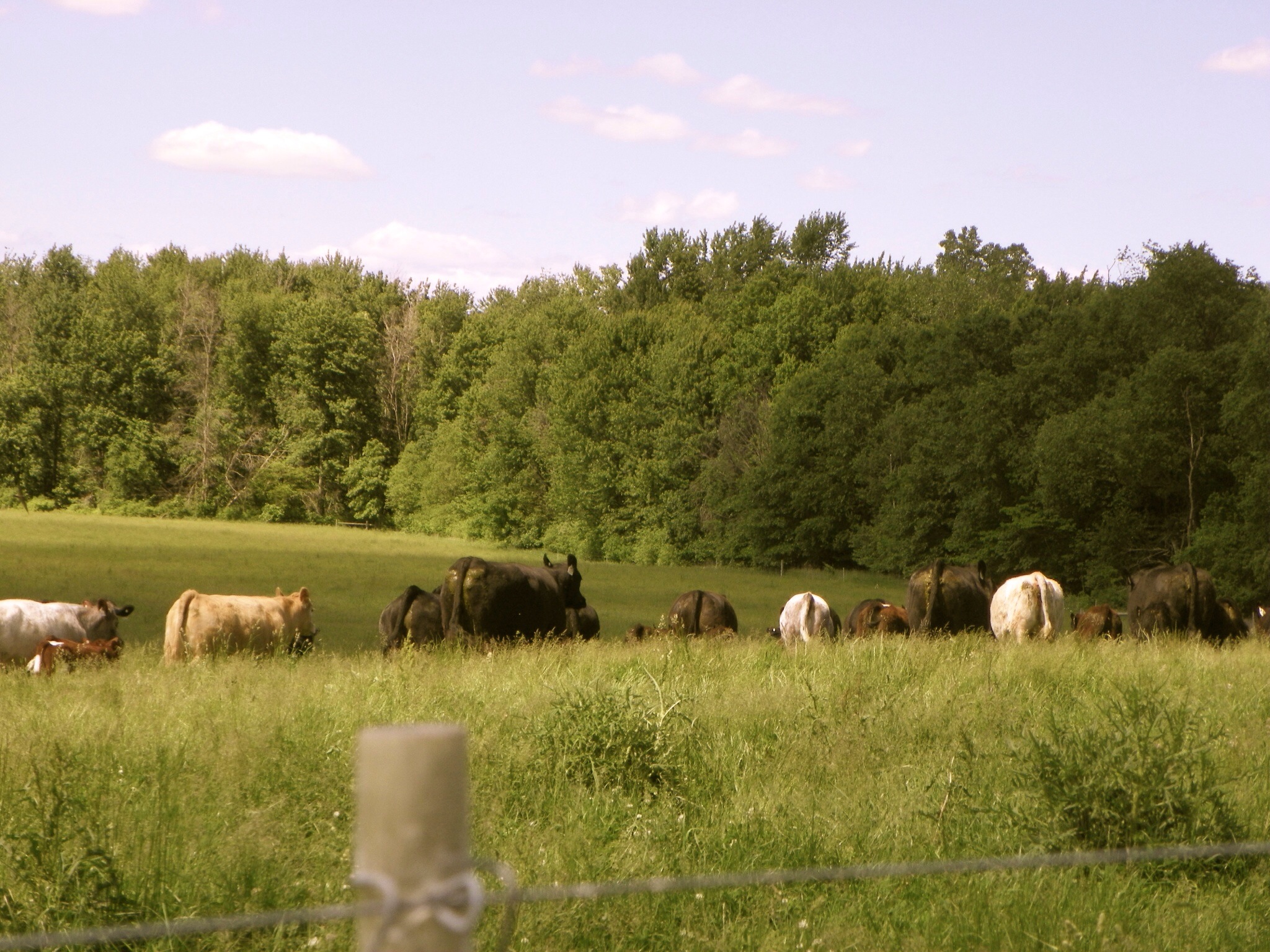 HOME | ggcattlecompany