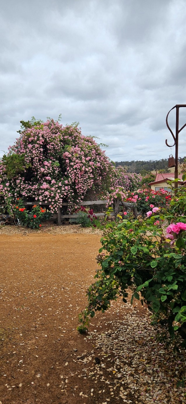 Delighting in Southern Roses!