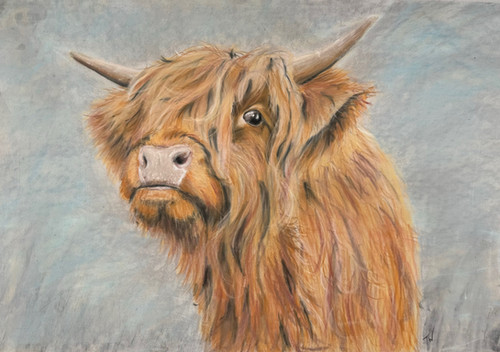 'Highland Cow' Preliminary Artist Sketch | Tracey Walder