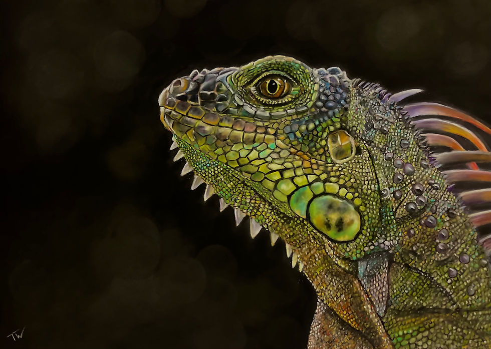 Original Artwork | Tracey Walder