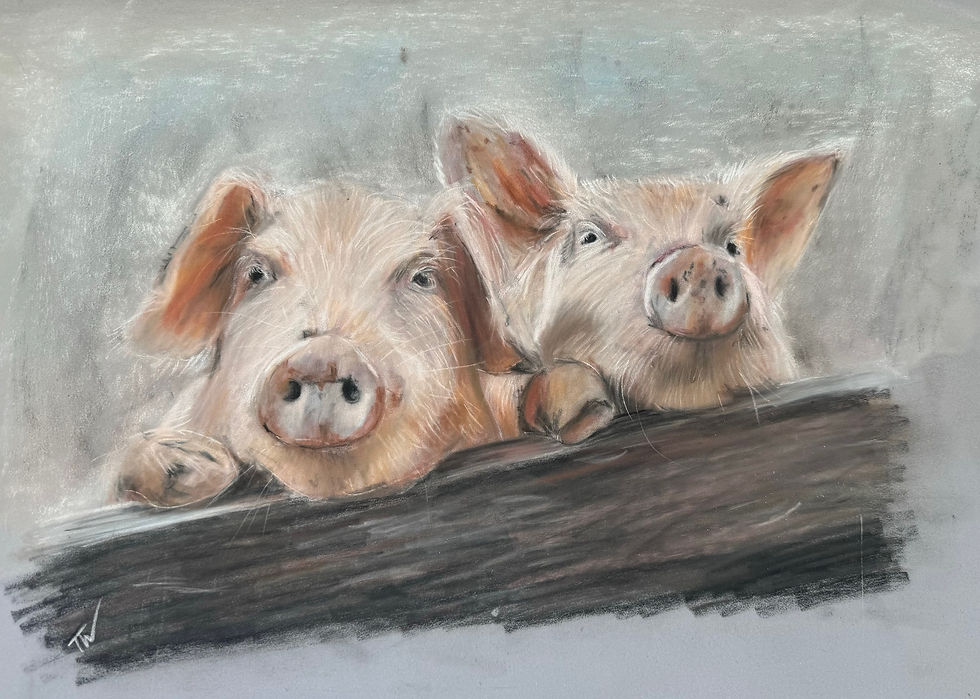 'Pigs' Preliminary Artist Sketch | Tracey Walder