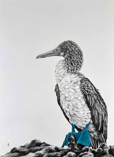 Bobo - Original charcoal drawing with coloured silver leaf of a Blue ...