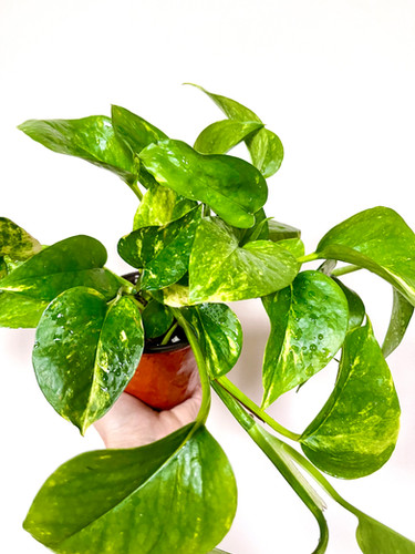 Golden pothos - long vines | Plantluxxe Plants
