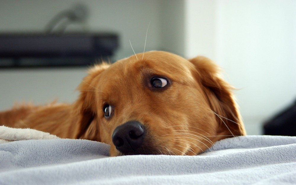 How to Detox Your Dog Naturally